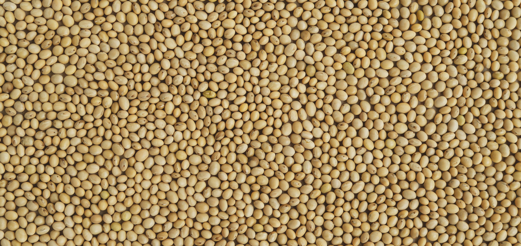 SANC 소개 | SANC Official Site | 건강한 제품을 만드는 SANC [신앙촌]